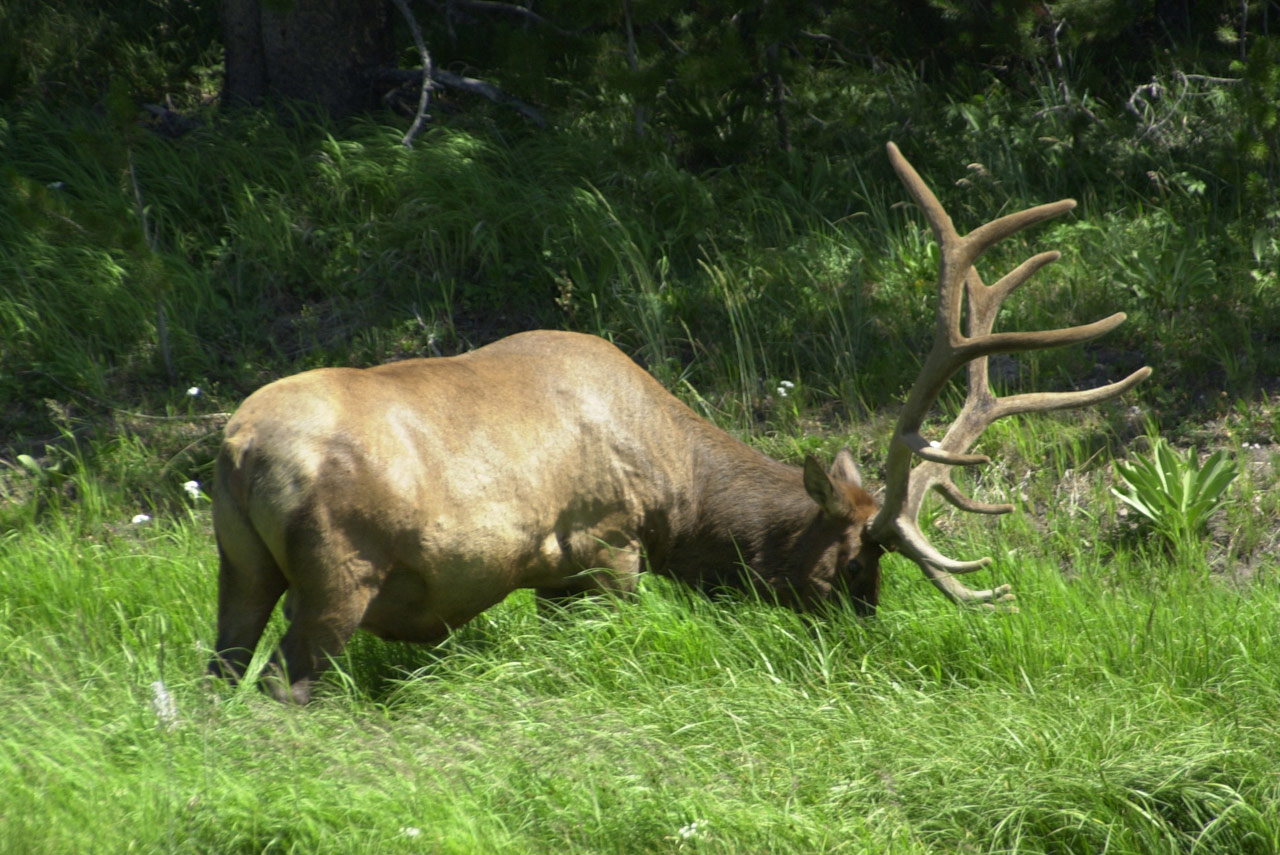 Colorado Ranching for Wildlife - HuntScore